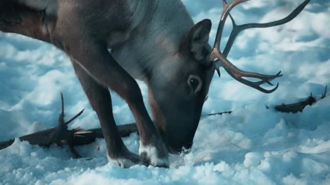 Reindeer Furry Stock Videos – Royalty-Free HD & 4K Videos