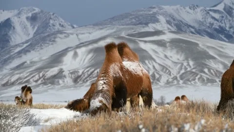 furry camel in winter eating grass | Stock Video | Pond5