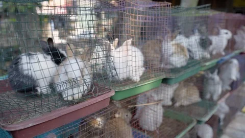 furry rabbit in the cage | Stock Video | Pond5