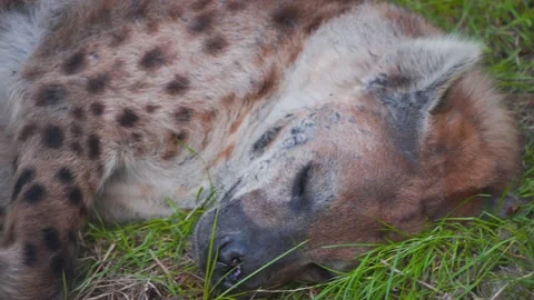 Furry Spotted Hyena sleeping in green gr... | Stock Video | Pond5