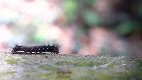 Furry worms walking on rocks in nature | Stock Video | Pond5