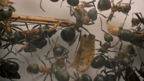 Ant Under A Microscope