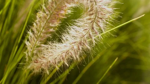 Fuzzy reed grass with soft focus green b... | Stock Video | Pond5
