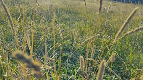 Fuzzy tops of tall grass in a green fiel... | Stock Video | Pond5
