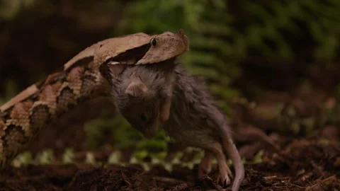 Snake Striking Stock Video Footage | Royalty Free Snake Striking Videos ...