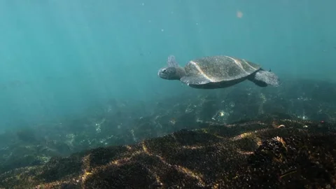 Galapagos sea turtle paddling with its a... | Stock Video | Pond5