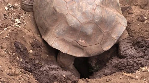 Matures Pooping Stock Videos – Royalty-Free HD & 4K Videos | Pond5