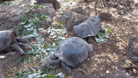 Galapagos turtles eating leaves in Galap... | Stock Video | Pond5