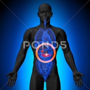 Gallbladder / Pancreas - Male anatomy of human organs - x-ray view ...