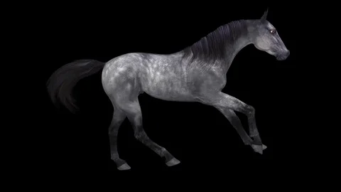 Galloping Horse - Dapple Gray - Side Vie... | Stock Video | Pond5
