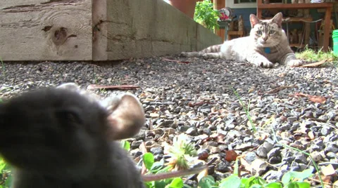 Mouse House Game Stock Videos – Royalty-Free HD & 4K Videos