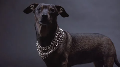 Gangster Dog Stock Videos – Royalty-Free HD & 4K Videos | Pond5