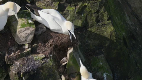 Neighbor Getting Stock Videos – Royalty-Free HD & 4K Videos