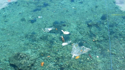 Garbage floating on water surface in tro... | Stock Video | Pond5