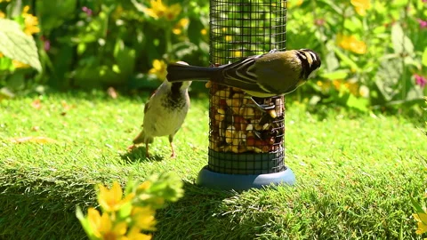 Birds Eating At Bird Feeder Stock Video Footage | Royalty Free Birds ...