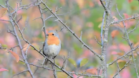 Garden Birds. Robin Erithacus rubecula s... | Stock Video | Pond5