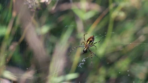 Garden Spider eating bug HD | Stock Video | Pond5