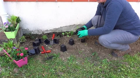 Garden work on planting flowers in the c... | Stock Video | Pond5