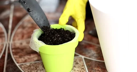 Plant Z Movie Stock Videos – Royalty-Free HD & 4K Videos | Pond5