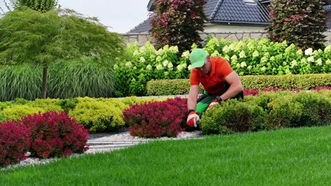 Well Trimmed Bush Stock Videos – Royalty-Free HD & 4K Videos