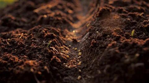 Gardner Farmer Sprinkle Plant Seeds Into... | Stock Video | Pond5