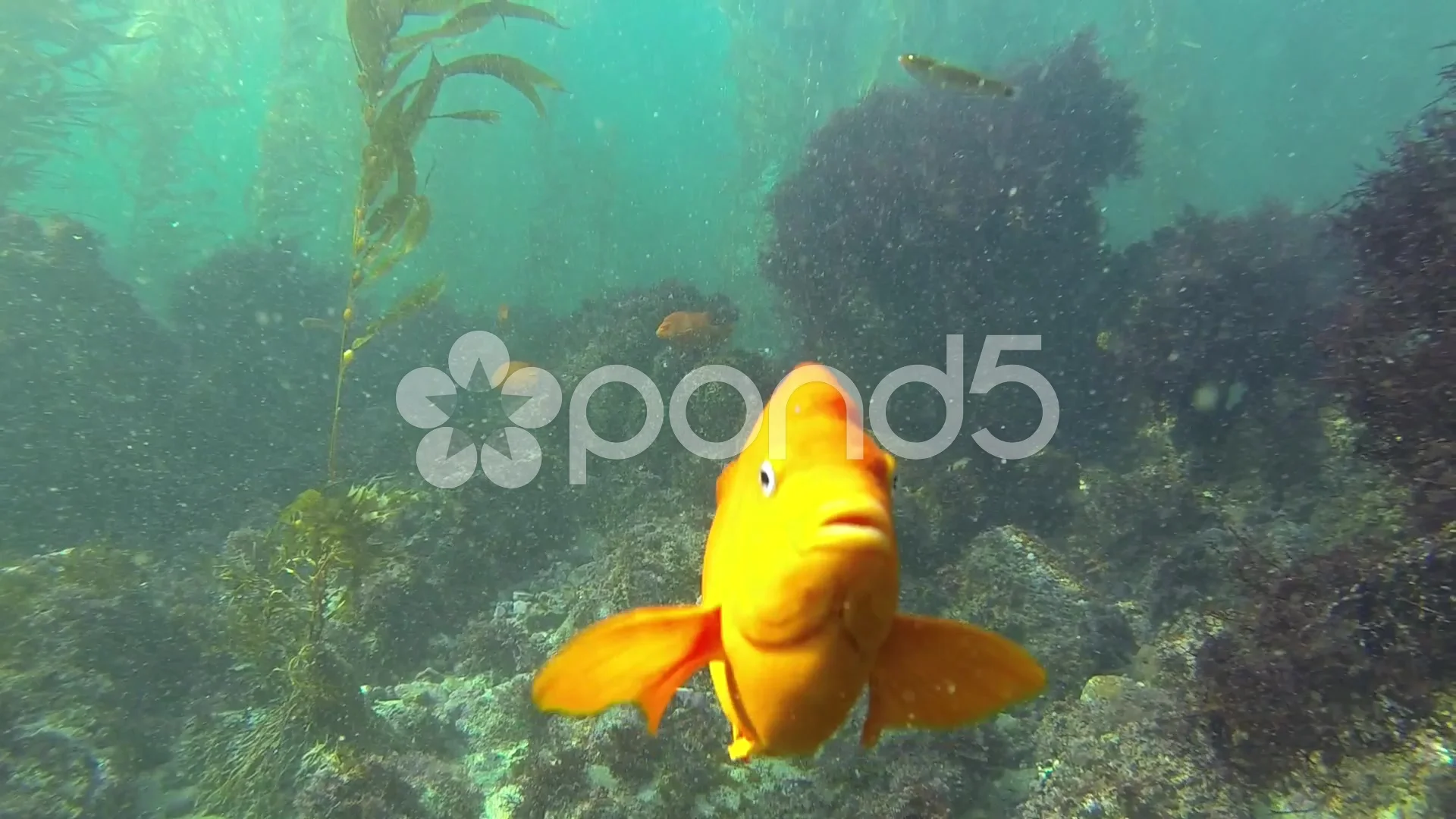 California State Fish