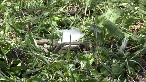 Female Snake Stock Videos – Royalty-Free HD & 4K Videos | Pond5