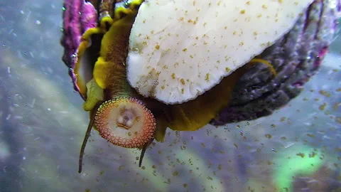A gastropod mollusc eats an oral radula ... | Stock Video | Pond5
