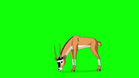 Antelope Animation Stock Footage ~ Royalty Free Stock Videos | Pond5