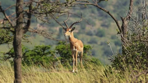 Gazelle, antelope watching and standing ... | Stock Video | Pond5