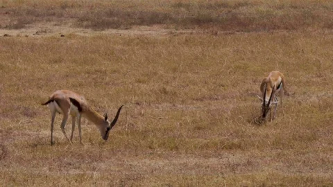 Gazelle feeding on low vegetation. Ngoro... | Stock Video | Pond5