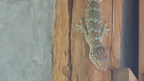 gecko breathing | Stock Video | Pond5
