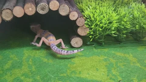 Gecko Lizard in Aquarium | Stock Video | Pond5