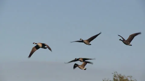 Geese In Flight, Bird, Birds, Fly, Flyin... | Stock Video | Pond5