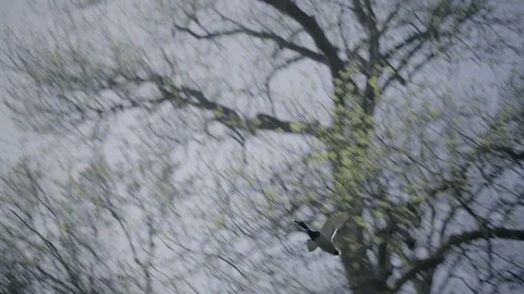 Birds Over Head Stock Videos – Royalty-Free HD & 4K Videos | Page 5