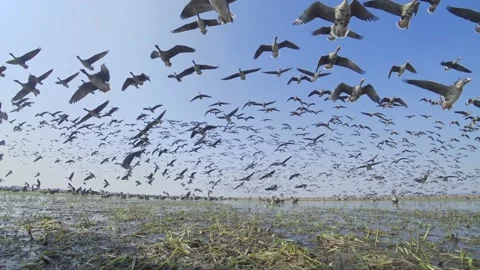 Birds In Flight Stock Video Footage | Royalty Free Birds In Flight ...