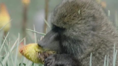 Monkey Biting Stock Videos – Royalty-Free HD & 4K Videos