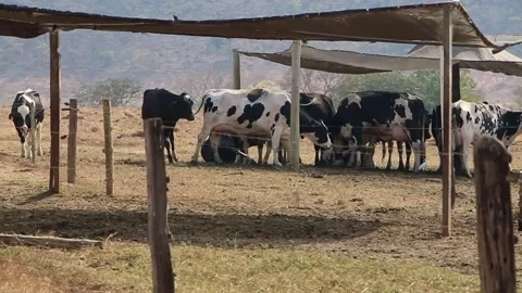 Image General L Stock Videos – Royalty-Free HD & 4K Videos