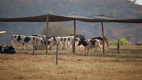 Image General L Stock Videos – Royalty-Free HD & 4K Videos