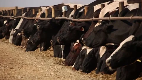 Image General L Stock Videos – Royalty-Free HD & 4K Videos