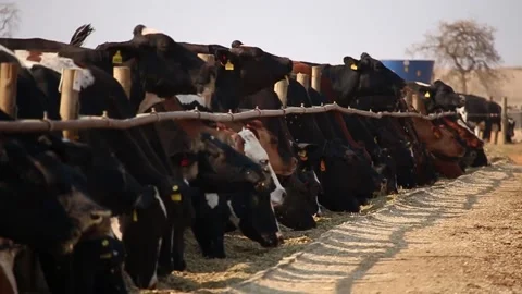 Image General L Stock Videos – Royalty-Free HD & 4K Videos