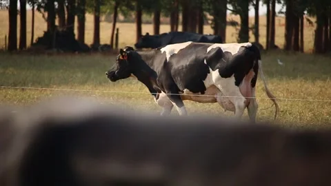 Image General L Stock Videos – Royalty-Free HD & 4K Videos