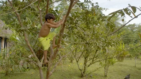 Indigenous Tree Stock Videos – Royalty-Free HD & 4K Videos