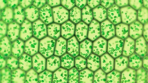 Generic green plant cells under a micros... | Stock Video | Pond5
