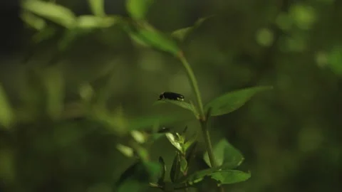 Genji-botaru, Japanese Firefly (Luciola ... | Stock Video | Pond5
