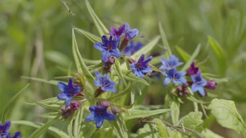 Gentle flower of Buglossoides purpurocae... | Stock Video | Pond5