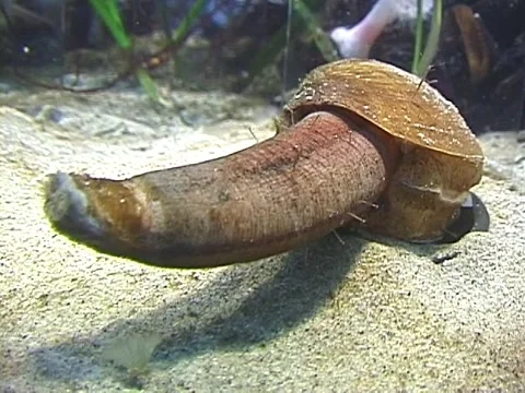 Geoduck, Long Neck Clam | Stock Video | Pond5