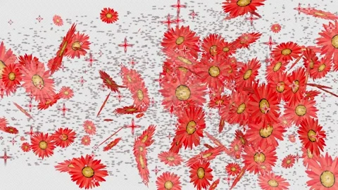 Gerbera flower transition 3 clips - 4k -... | Stock Video | Pond5