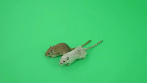Gerbil C on Green Screen Chroma Key Pt47... | Stock Video | Pond5