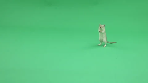 Gerbil D on Green Screen Chroma Key Pt2 ... | Stock Video | Pond5